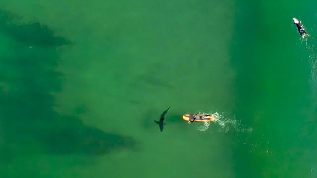 What makes people so afraid of sharks? "Jaws," some scientists say ...