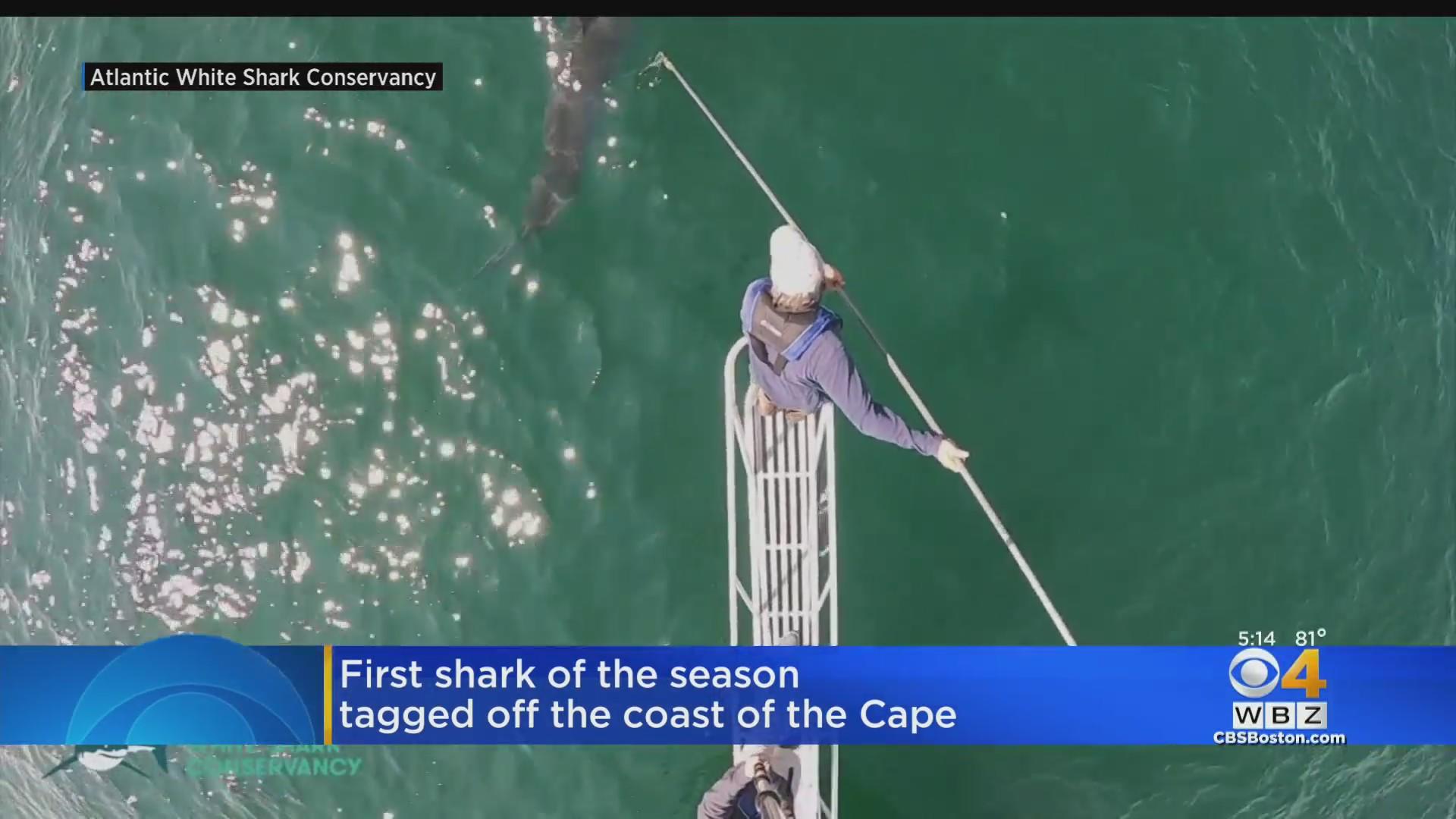 A dozen shark sightings were reported off Cape Cod over the weekend ...