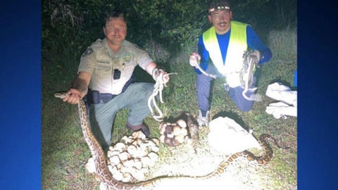 16-foot python that roamed Texas neighborhood for months rescued ...