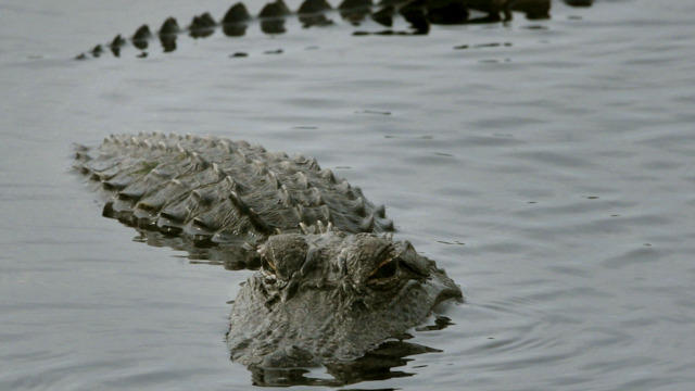 Elderly woman killed by two alligators after falling into Florida pond ...