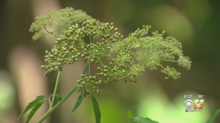 Crews treating for poisonous water hemlock at White Rock Lake - CBS Texas