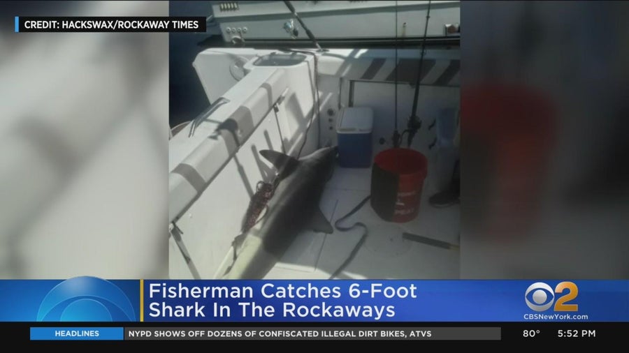 Fisherman catches 6-foot shark in Rockaways - CBS New York