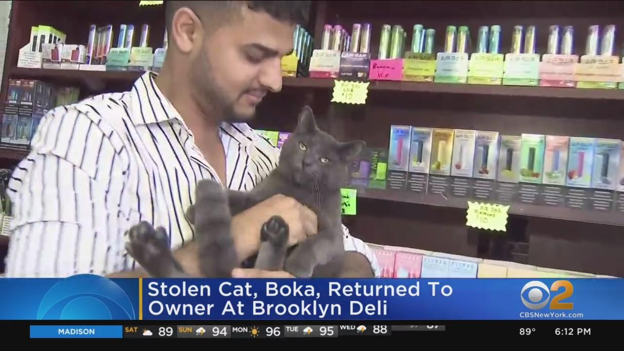 Beloved bodega cat Boka returned after being stolen outside Brooklyn ...
