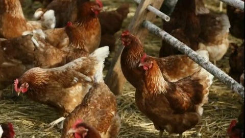 TikTok's beloved emu Emmanuel fighting for his life after avian flu ...