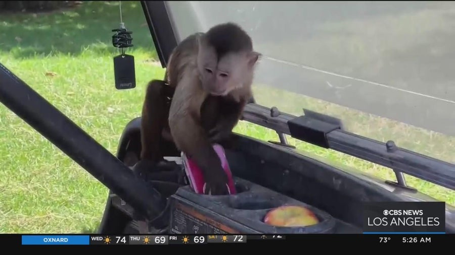 Capuchin monkeys kidnap babies of another species — and the deadly abductions are caught on ...