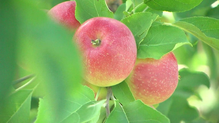 Ohio apple orchard named one of the best in America - CBS Pittsburgh