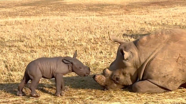 World's first rhino IVF pregnancy could save species that has only 2 ...