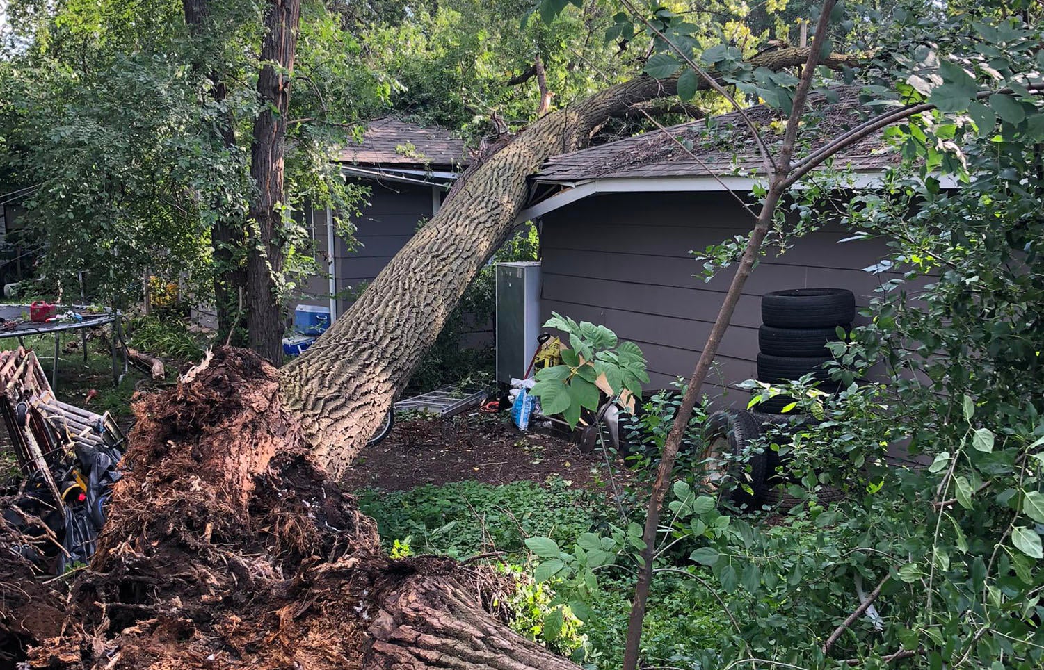 2 homes damaged after large tree comes crashing down in Bloomington ...
