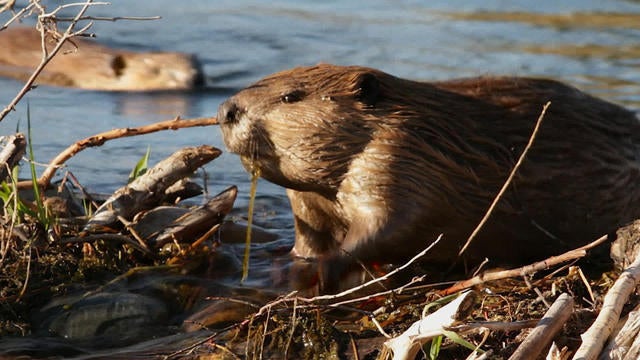 From pest to protector: How beavers are helping fight climate change ...