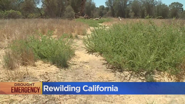 Some California farmland being restored to natural state in hopes of ...