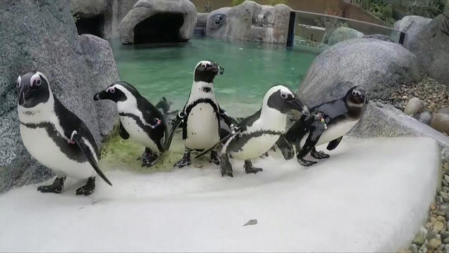 Gay penguin Sphen dies at Australia aquarium, leaving behind partner ...