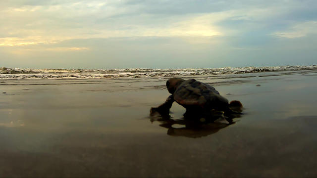 8 children, 1 adult die after eating sea turtle meat in Zanzibar ...