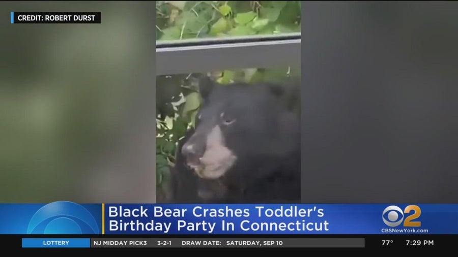 See it: Bear crashes 2-year-old's birthday party in Connecticut, helps ...