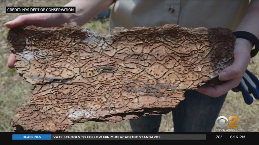 Southern pine beetles killing thousands of trees across Long Island ...