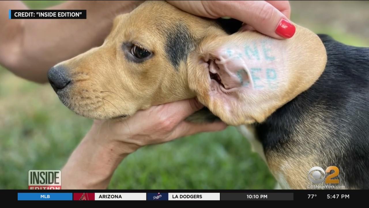 New Jersey Gov. Phil Murphy adopts beagle rescued from Virginia lab and ...