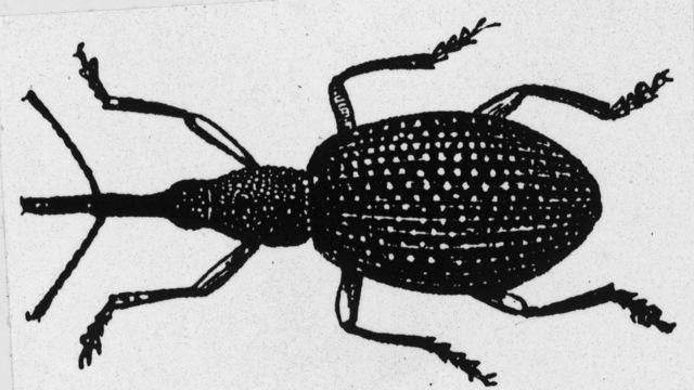 Why one Alabama town erects monuments to the boll weevil - CBS News