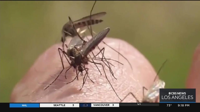 Invasive "ankle-biter" mosquitos plaguing Southern Californians - CBS ...