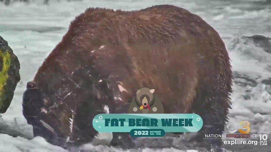 Fat Bear Week is back with March Madness-style competition - CBS ...