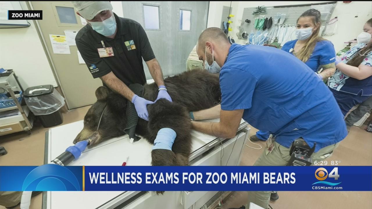 Zoo Miami black bears Laura and Libby pass their health exams - CBS Miami