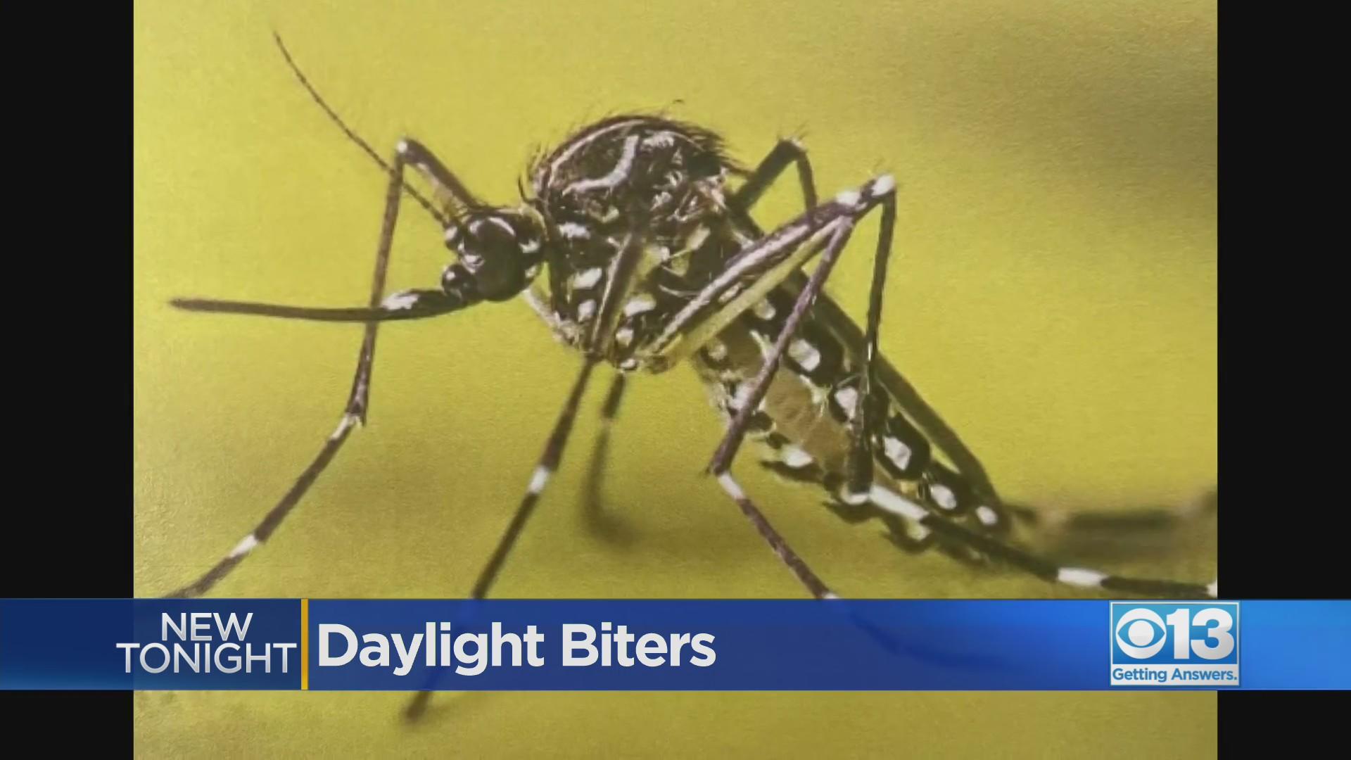 Invasive yellow fever mosquito species found in Manteca for first time ...