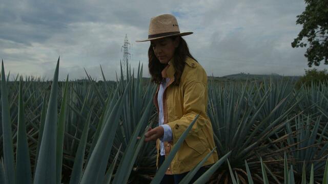 Jose Cuervo tequila plant explosion, fire in Mexico kill at least 5 ...