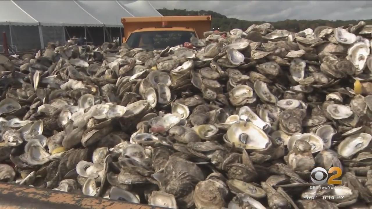 Shells from Long Island oyster festival saved to build shellfish ...