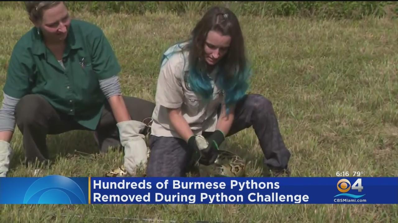 Florida teen captures 28 Burmese pythons while hunting from "sundown to ...