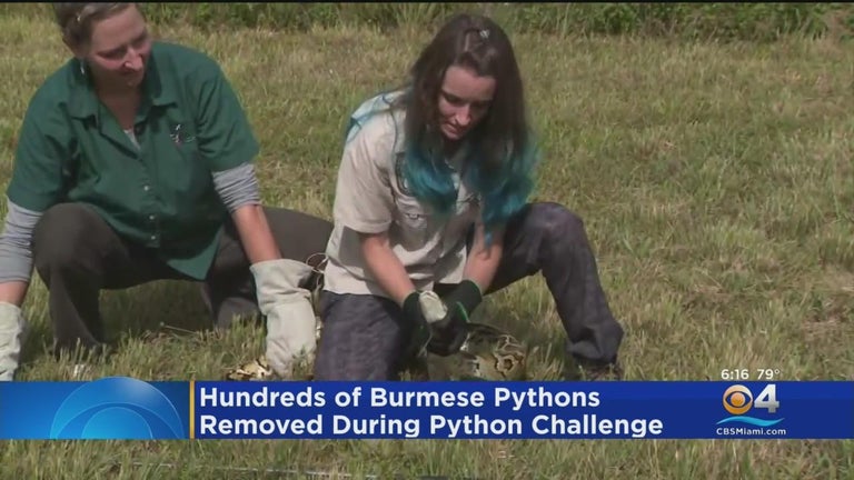 Florida teen who captured 28 Burmese pythons during 'Challenge' has plans for prize money - CBS ...