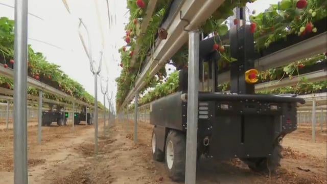 "The robot is doing the job": Robots help pick strawberries in ...
