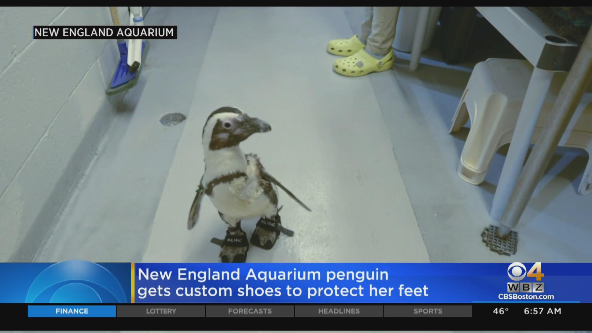 24-year-old penguin receives new shoes to help with foot condition at ...