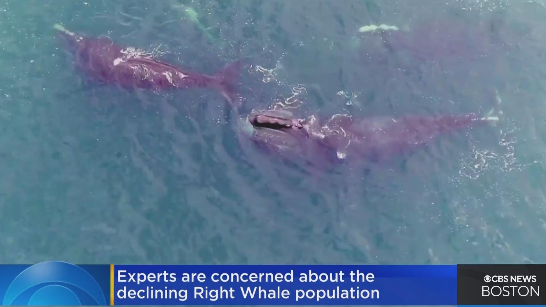 Feds say vanishing right whale must remain on endangered list - CBS Boston