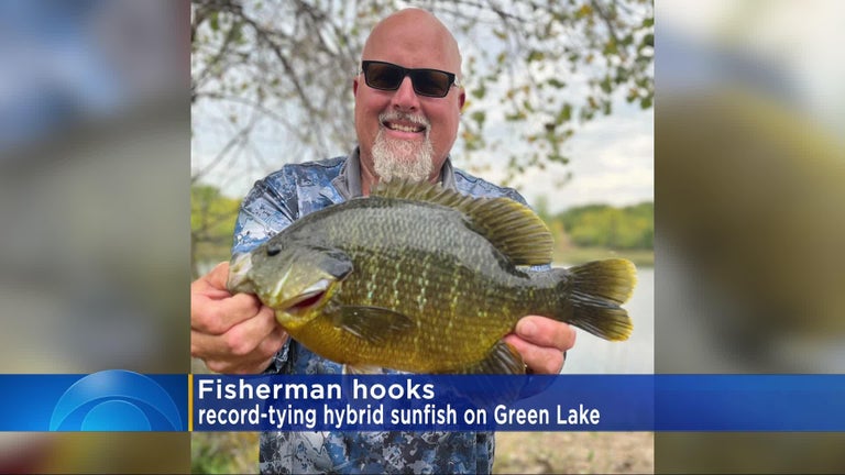 Fisherman hooks record-tying hybrid sunfish on Green Lake - CBS Minnesota