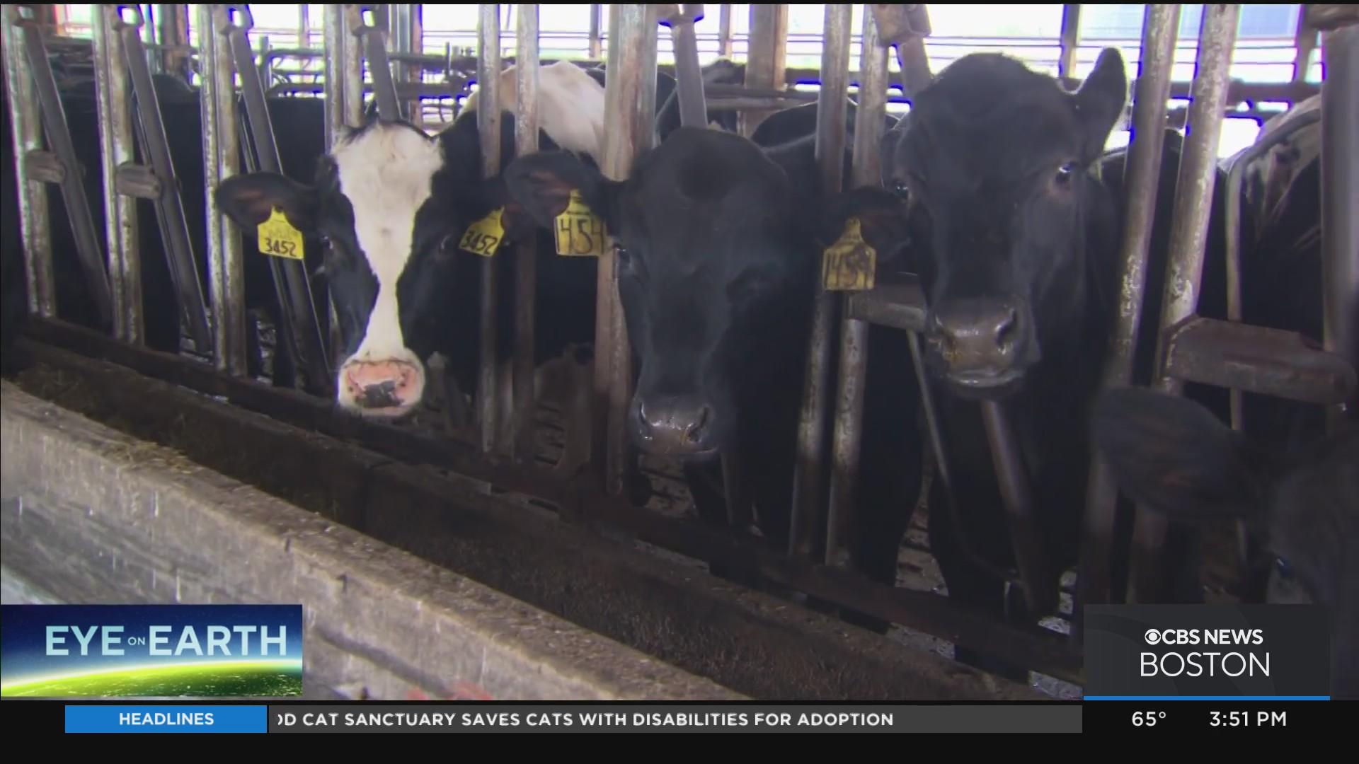 Massachusetts farm turning cow poop into power and profit - CBS Boston