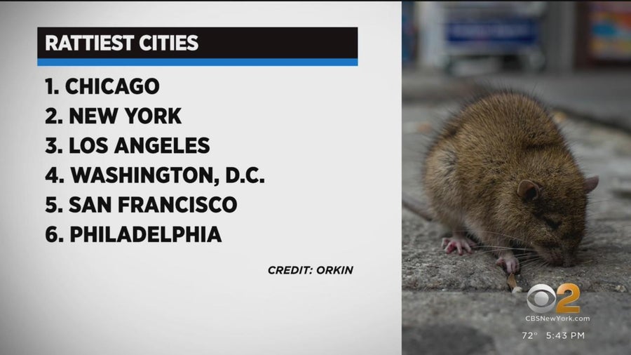 New York City isn't the "rattiest" city in America, report says - CBS ...