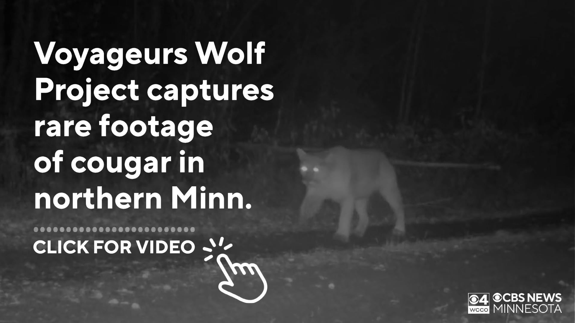 Voyageurs Wolf Project captures rare footage of cougar in northern Minn ...