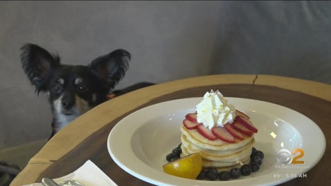 Dog-friendly coffee shop Chateau le Woof building community in Astoria ...