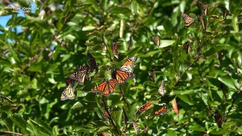 Monarch butterfly presence in Mexican forests drops 22%, report says ...