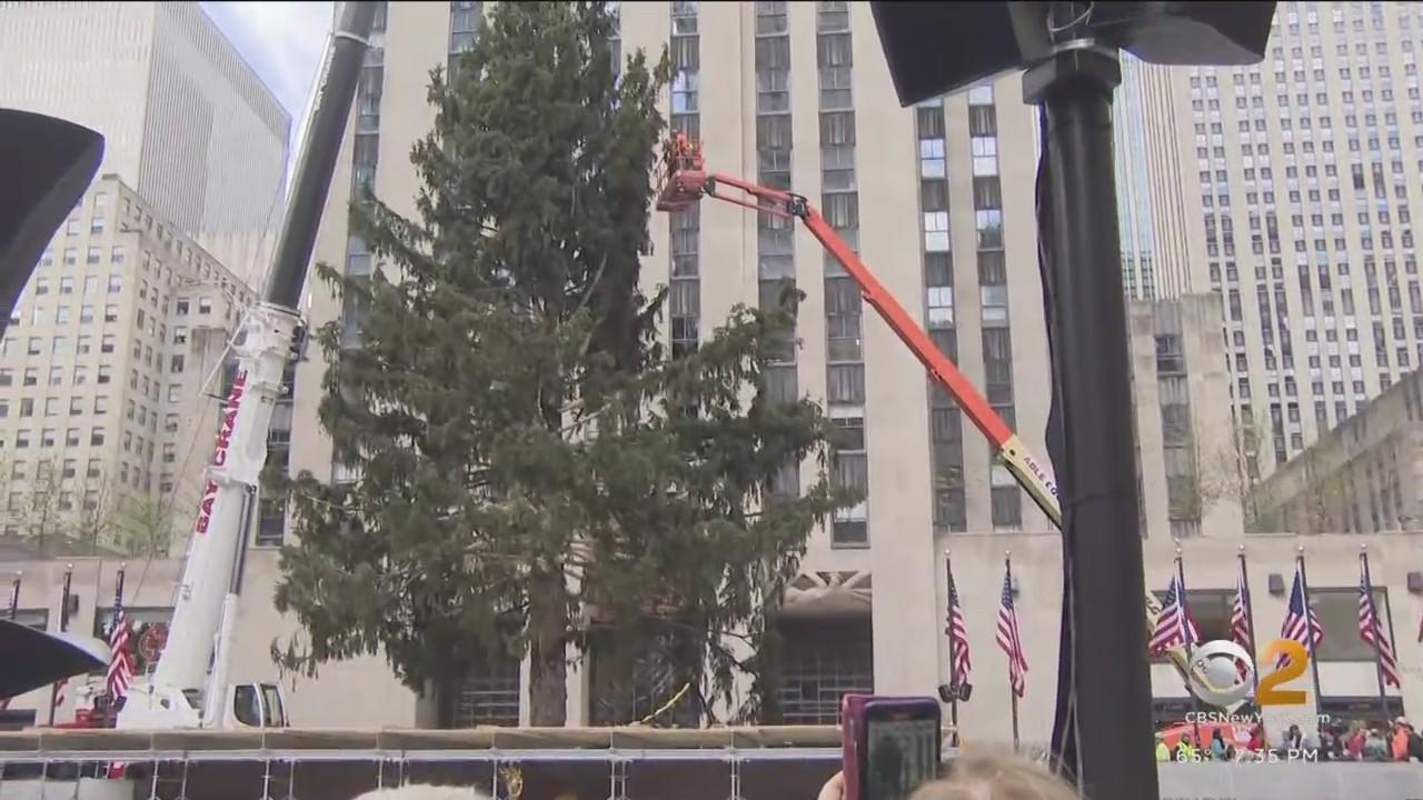 Rockefeller Center Christmas tree arrives in Manhattan as New York ...