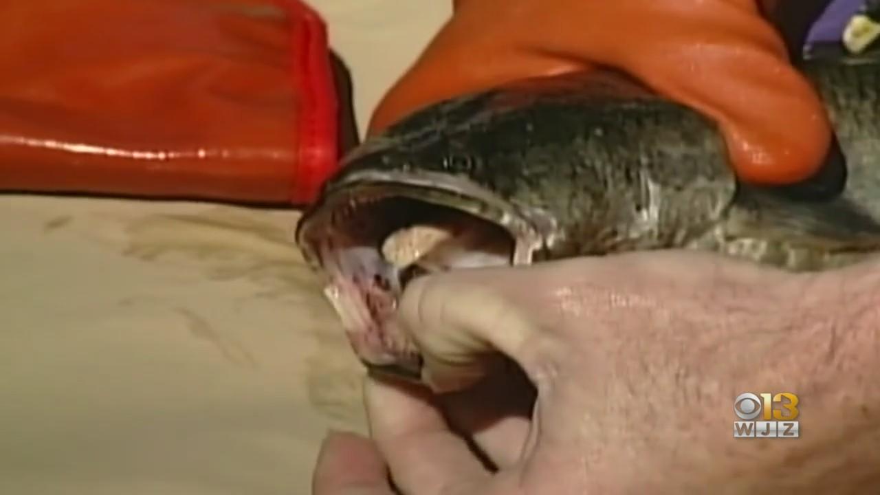 Invasive fish with the head of a snake that can slither across land ...