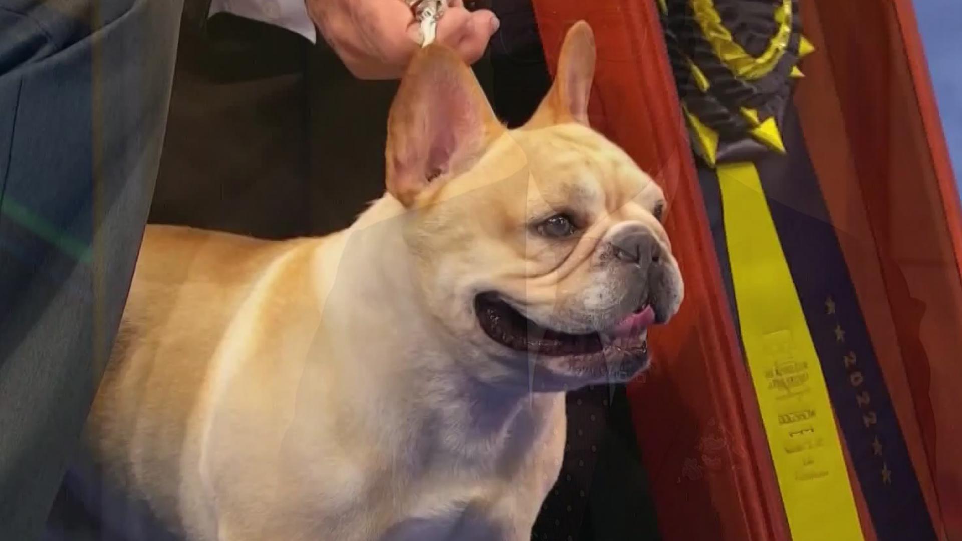 French bulldog wins Best in Show at 2022 National Dog Show - CBS Chicago