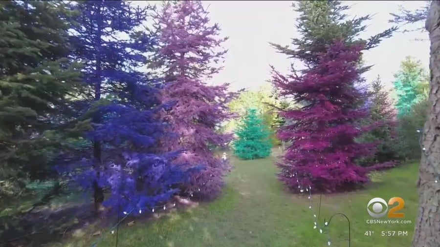 Local Christmas tree farmers struggling to compete with national ...