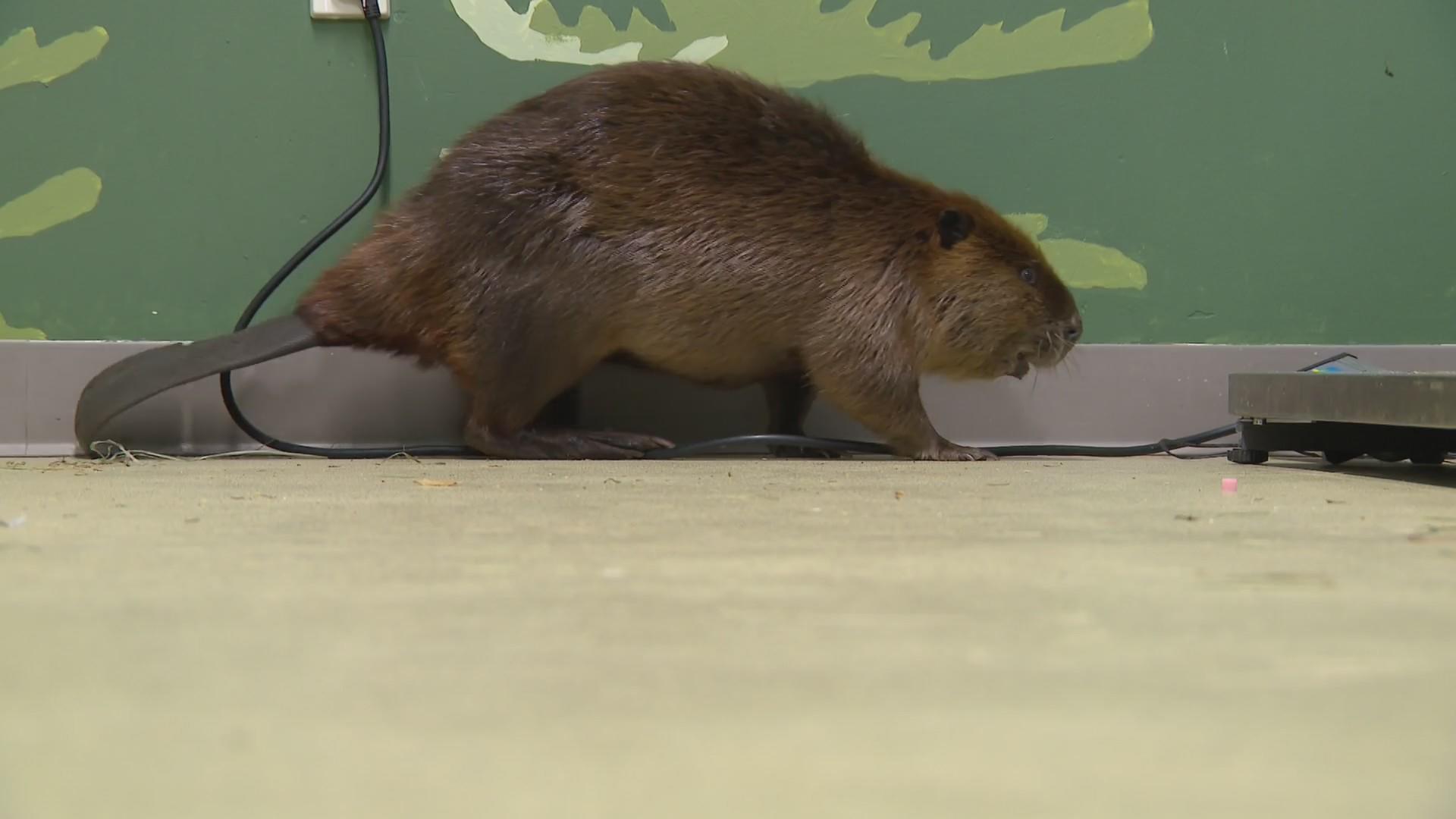 Wildlife Rehabilitation Center takes in 3 beavers in 1 day - CBS Minnesota