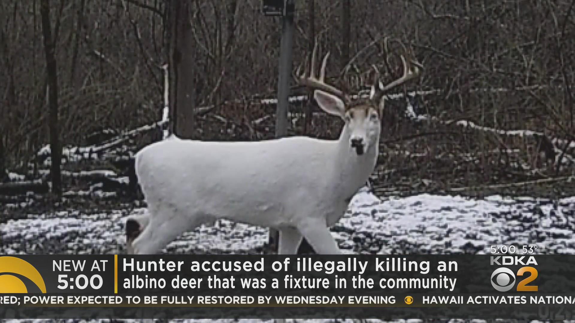 Community outraged over albino deer killed in Fayette County - CBS ...