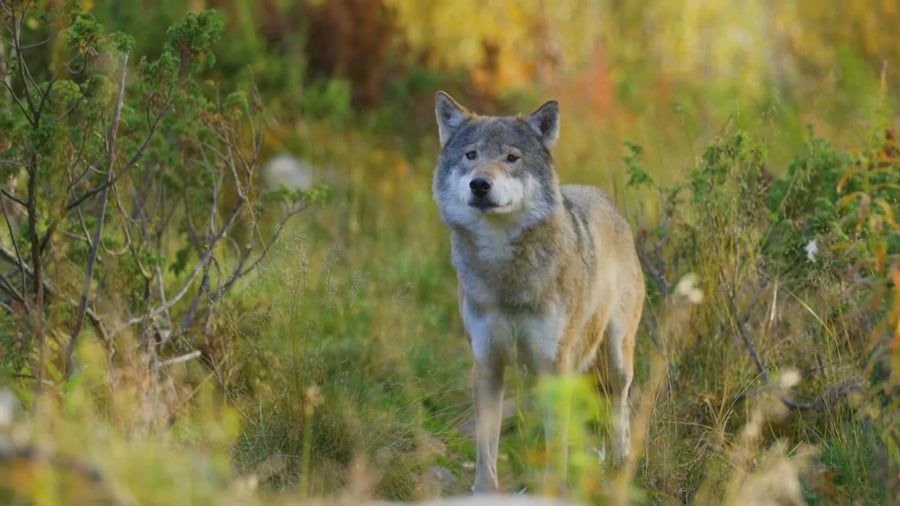 Wolf reintroduction plan may bring 30-50 wolves to Colorado over next 3 ...