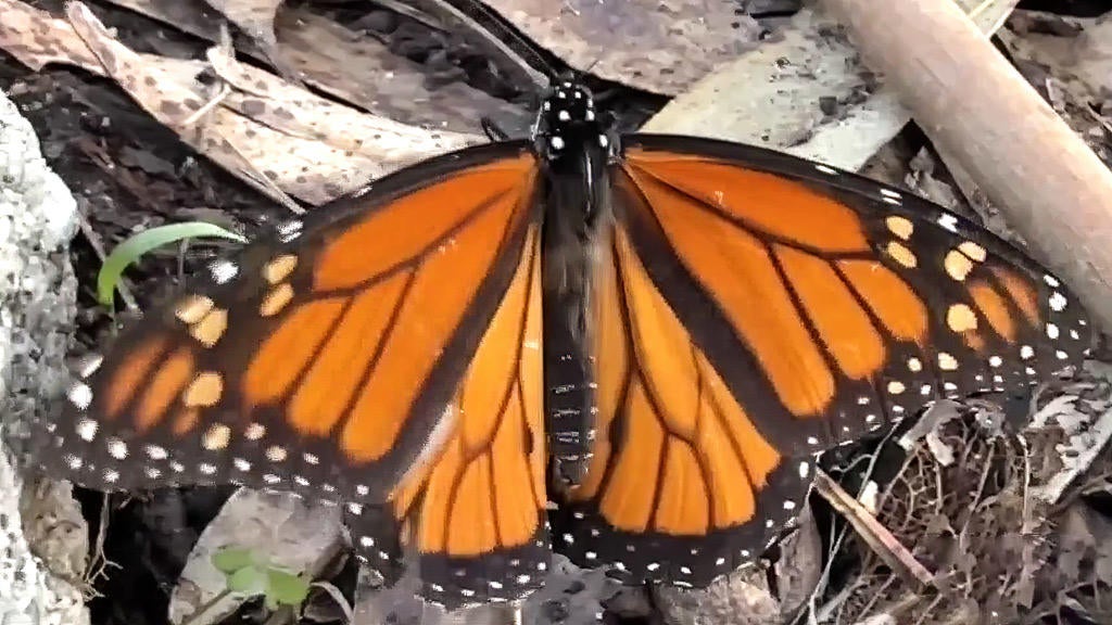 Video: Monarch butterfly numbers rebound along Monterey coast - CBS San ...