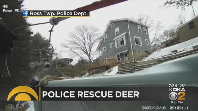 Ross Twp. Police officers help rescue deer in distress - CBS Pittsburgh