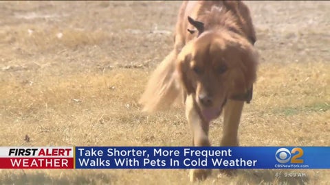 Cold weather safety tips for pets - CBS New York