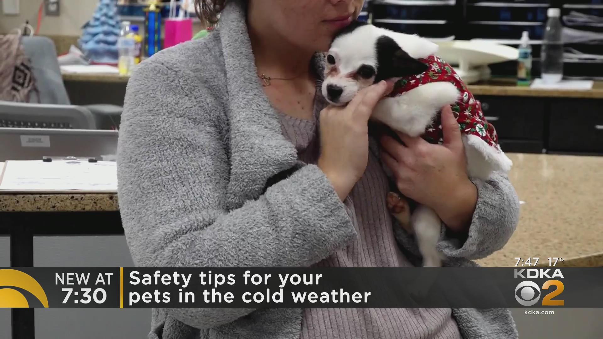 Safety tips for your pets in the cold weather - CBS Pittsburgh