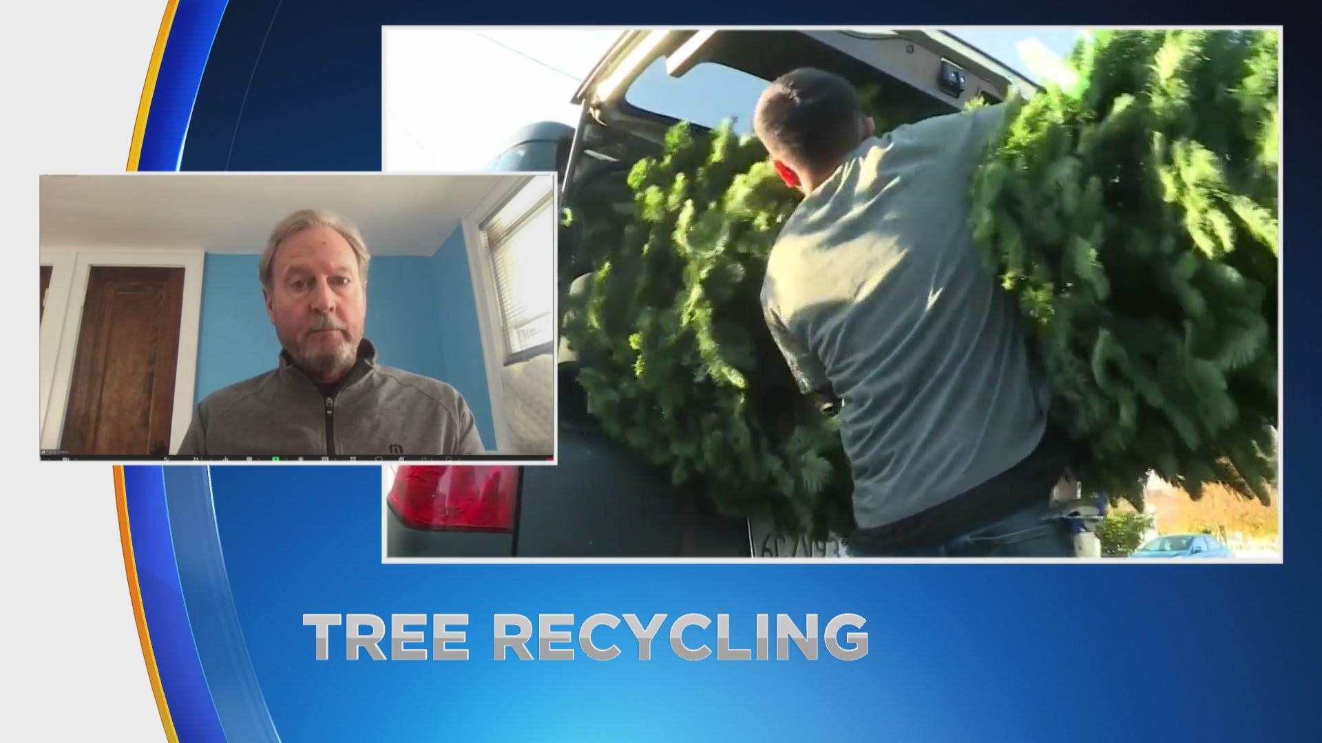 How to recycle real Christmas trees in the Chicago area - CBS Chicago
