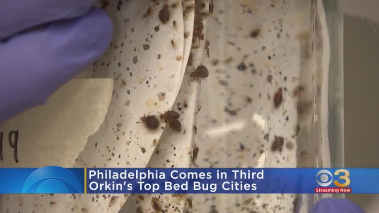 Philadelphia remains 1 of most bed-bug-infested cities in US - CBS ...